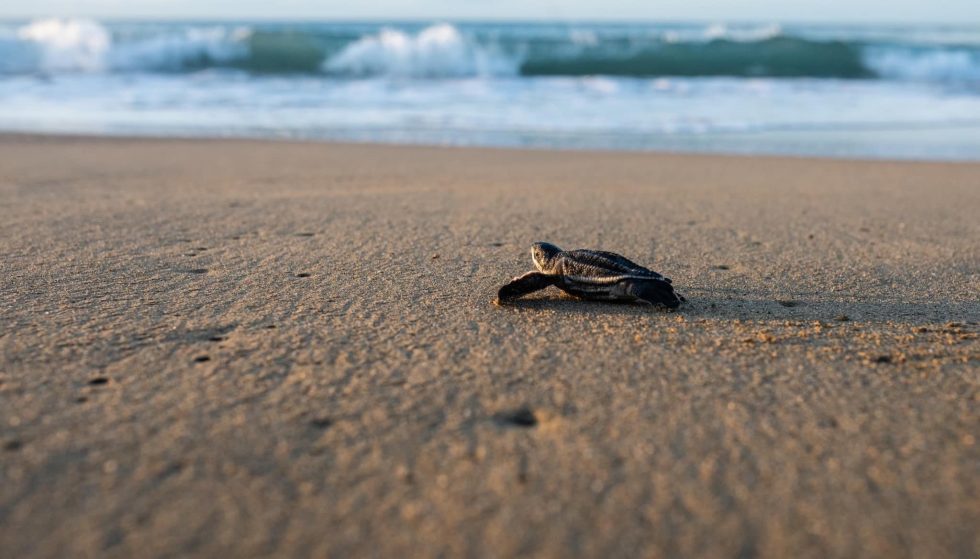Tortuga Tinglar | Chelonia