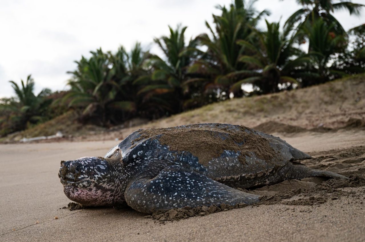 Tortuga Tinglar | Chelonia